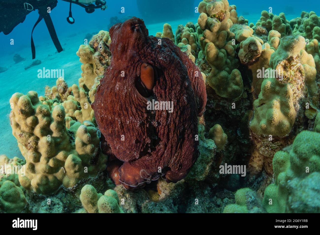 Octopus king of camouflage in the Red Sea, Eilat Israel Stock Photo - Alamy