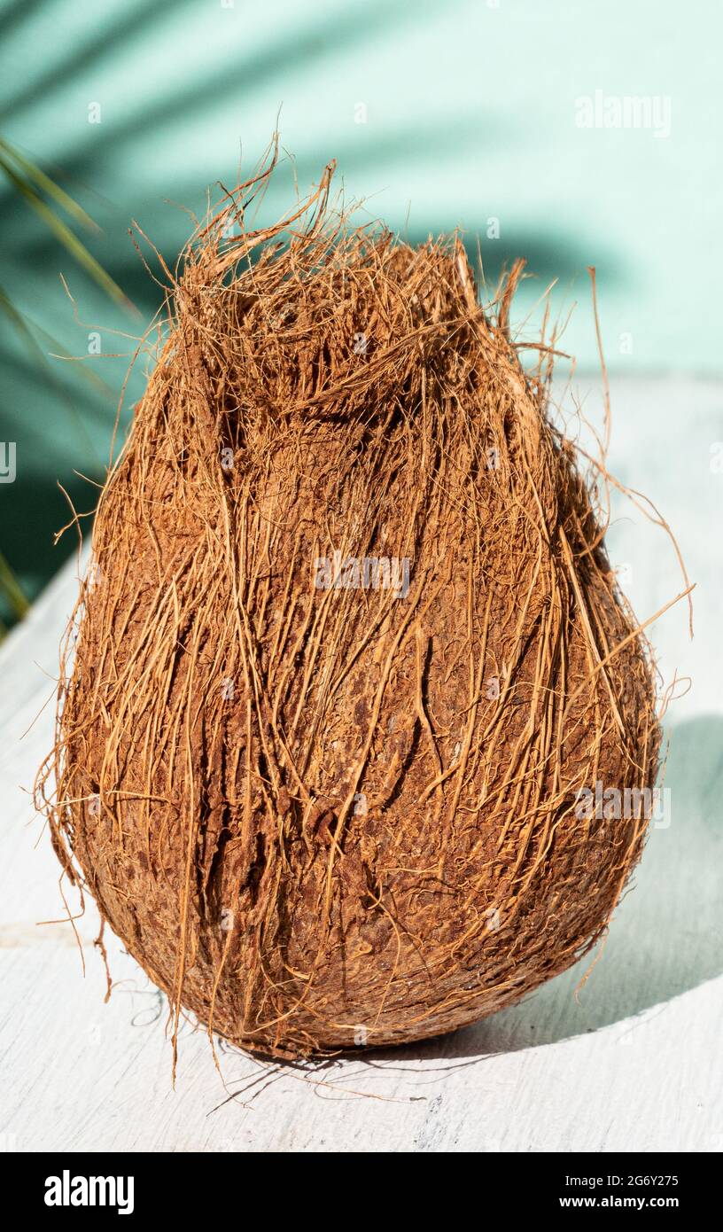 Coconut, a tropical fruit on a light background, modern minimal shoot ...