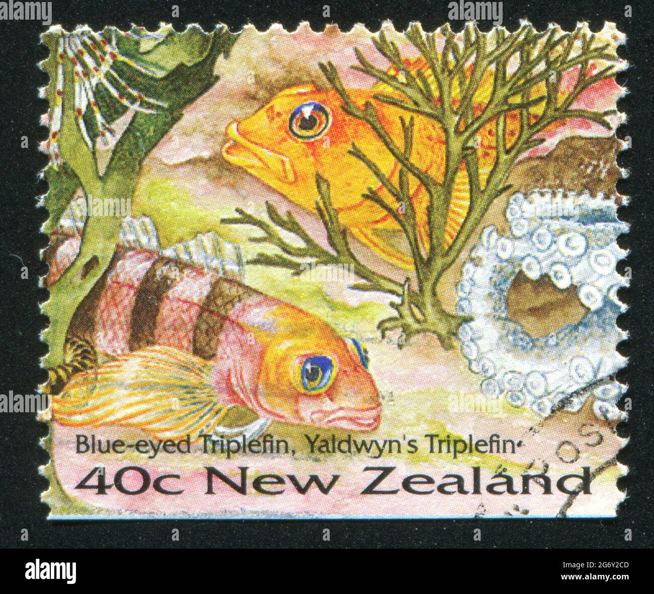 Blue eyed triplefin hi-res stock photography and images - Alamy