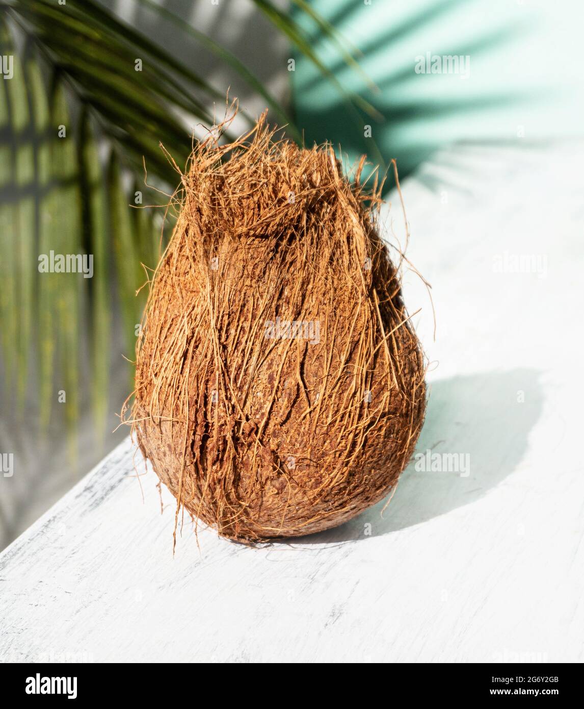 Coconut, a tropical fruit on a light background, modern minimal shoot ...