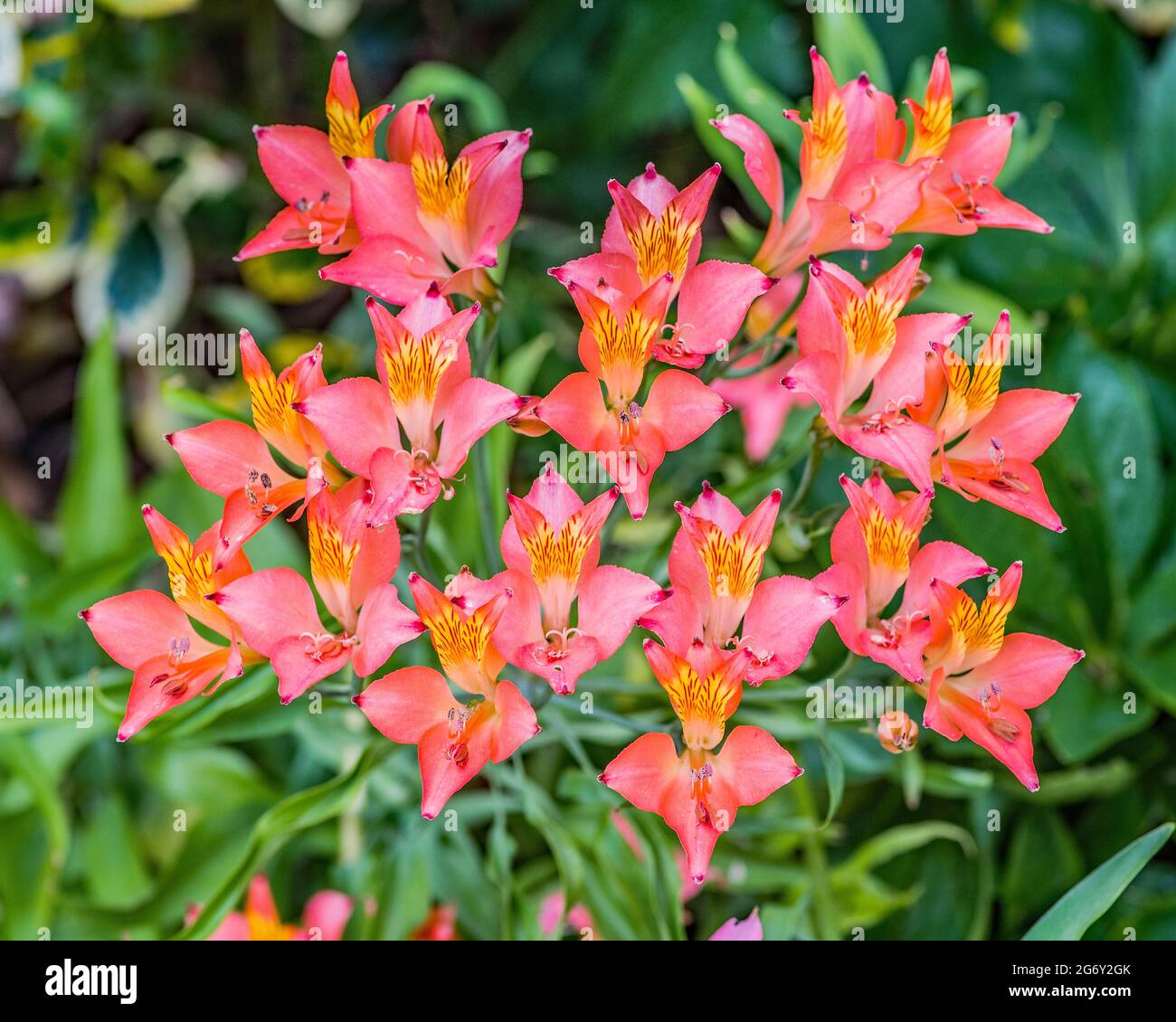 Yellow Alstroemeria Flower Peruvian Lily Stock Photo