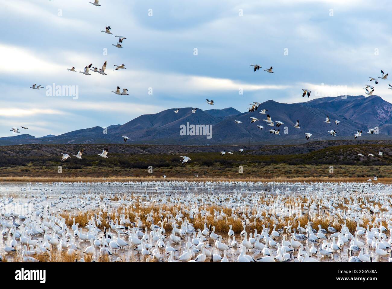 Morning blastoff of snow geese at Bosque del Apache in New Mexico Stock ...