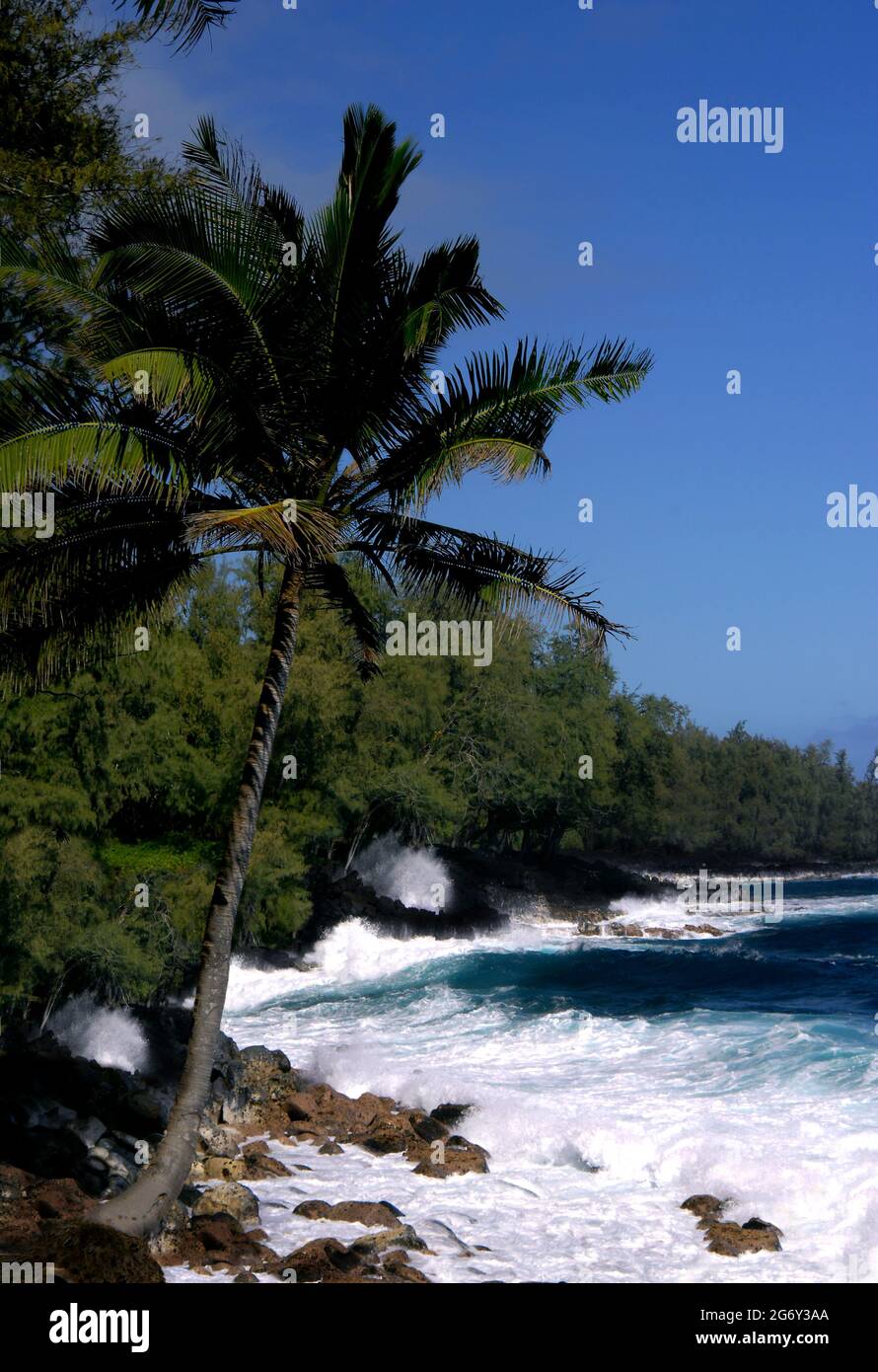 Lone palm tree clings to rocky shoreline on the Big Island of Hawaii ...