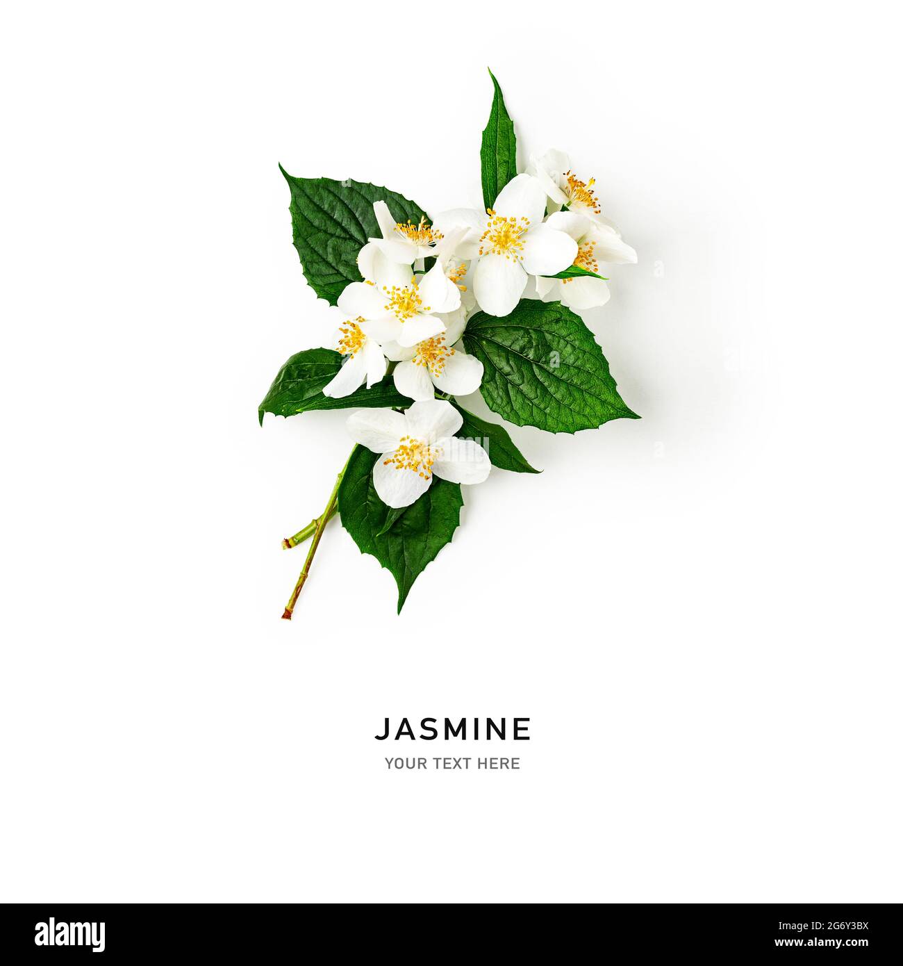 Jasmine flower with stem and leaves. White flowers in summer garden ...