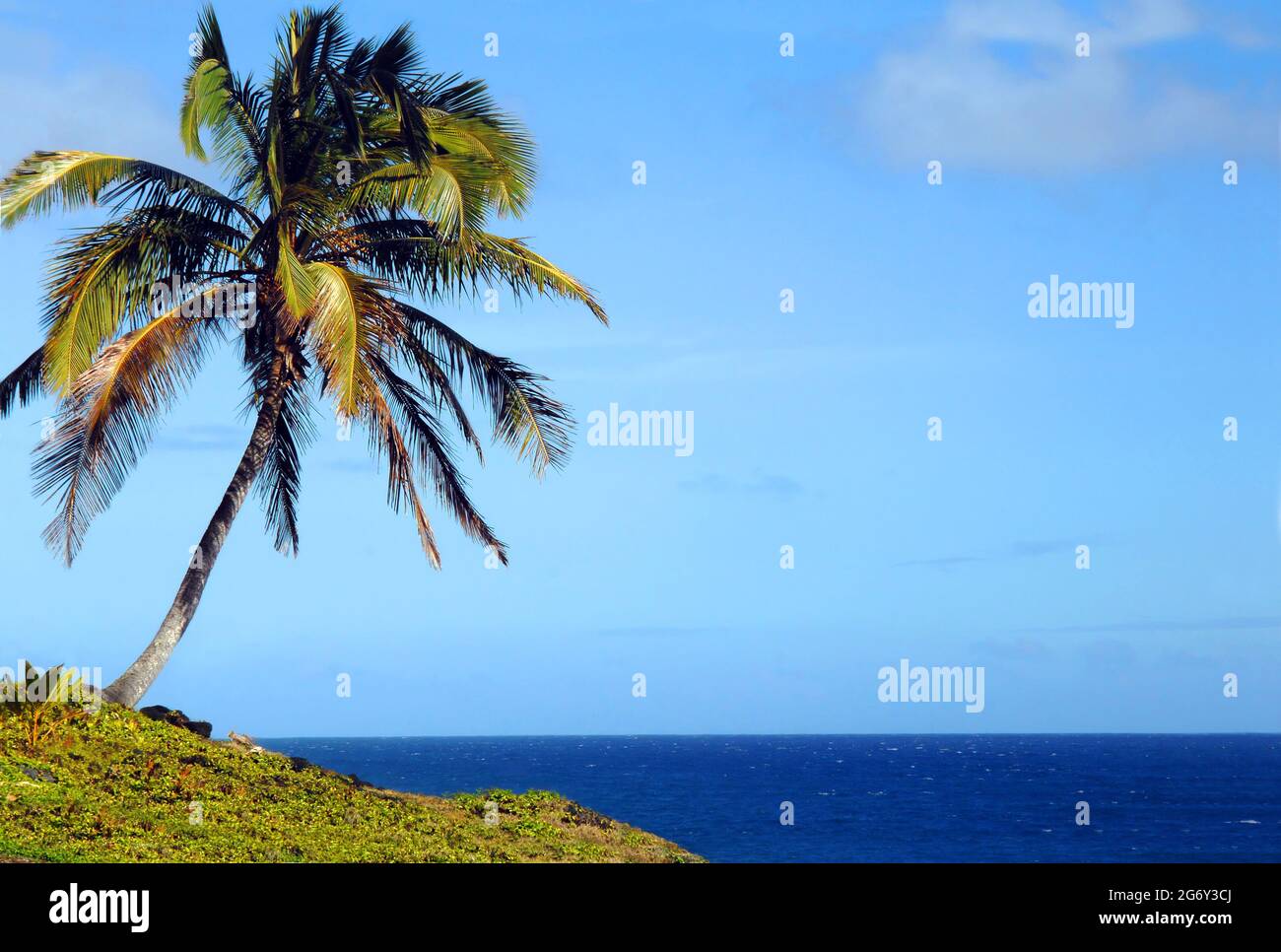 Lone palm tree bends toward the azure waters of the Pacific Ocean off ...