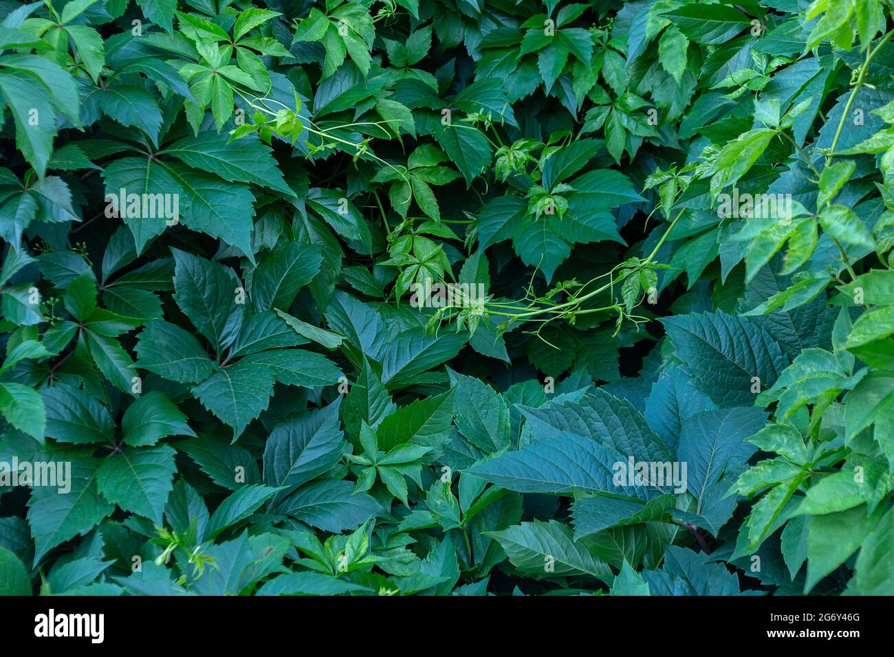 wall of wild grape foliage Stock Photo - Alamy