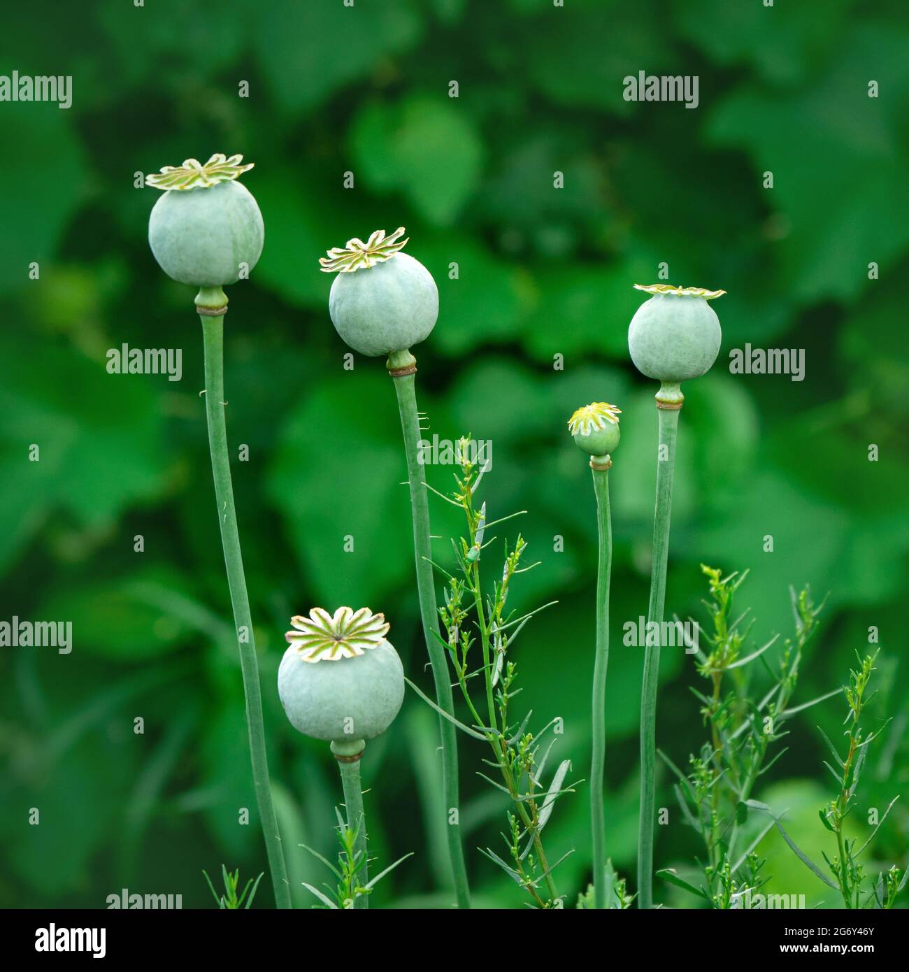 Oppy seeds hi-res stock photography and images - Alamy