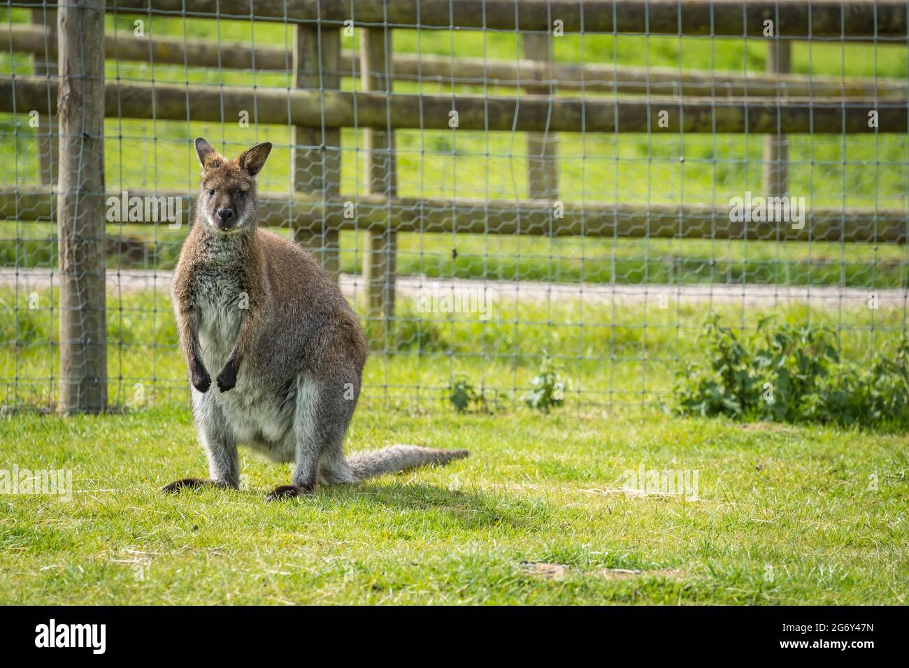 Shot of the wallaby standing on the surface covered by green grass ...