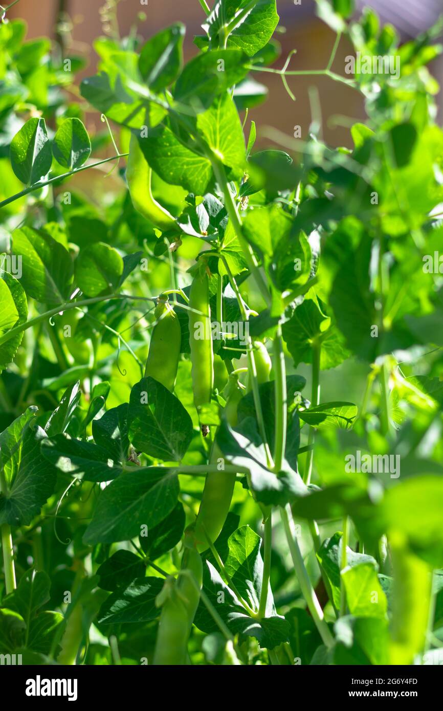 Young pea plant with green leaves and pods, planted in open ground. Hot ...
