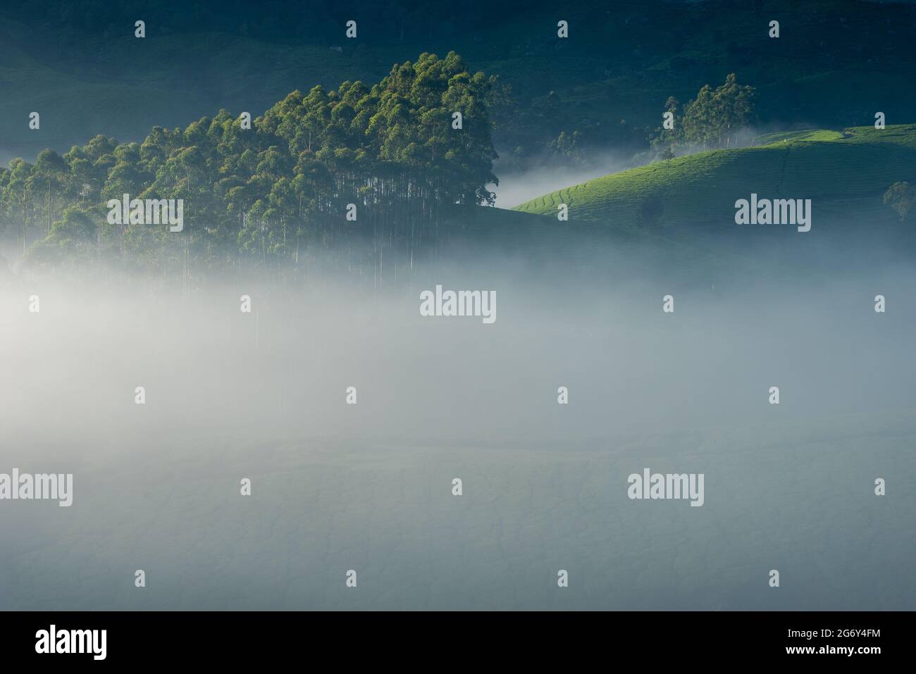 Misty Munnar - en route Lockhart gap Stock Photo - Alamy