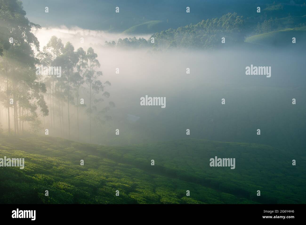 Misty Munnar - en route Lockhart gap Stock Photo - Alamy