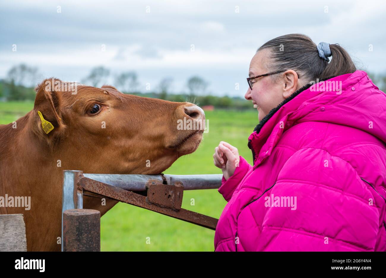 Lady cow hi-res stock photography and images - Alamy