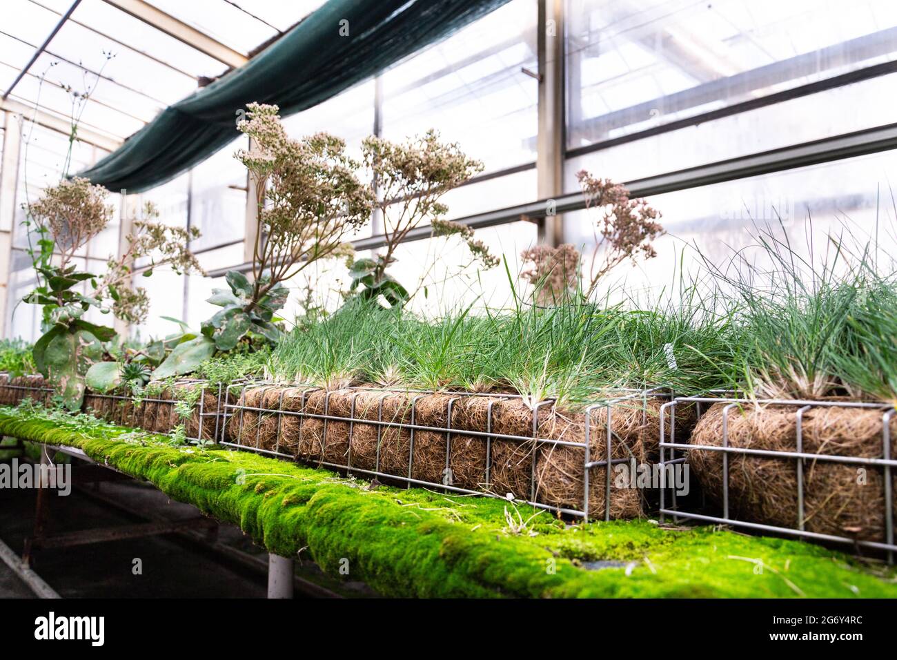Green plants and grass growing through mesh of galvanized iron wire ...