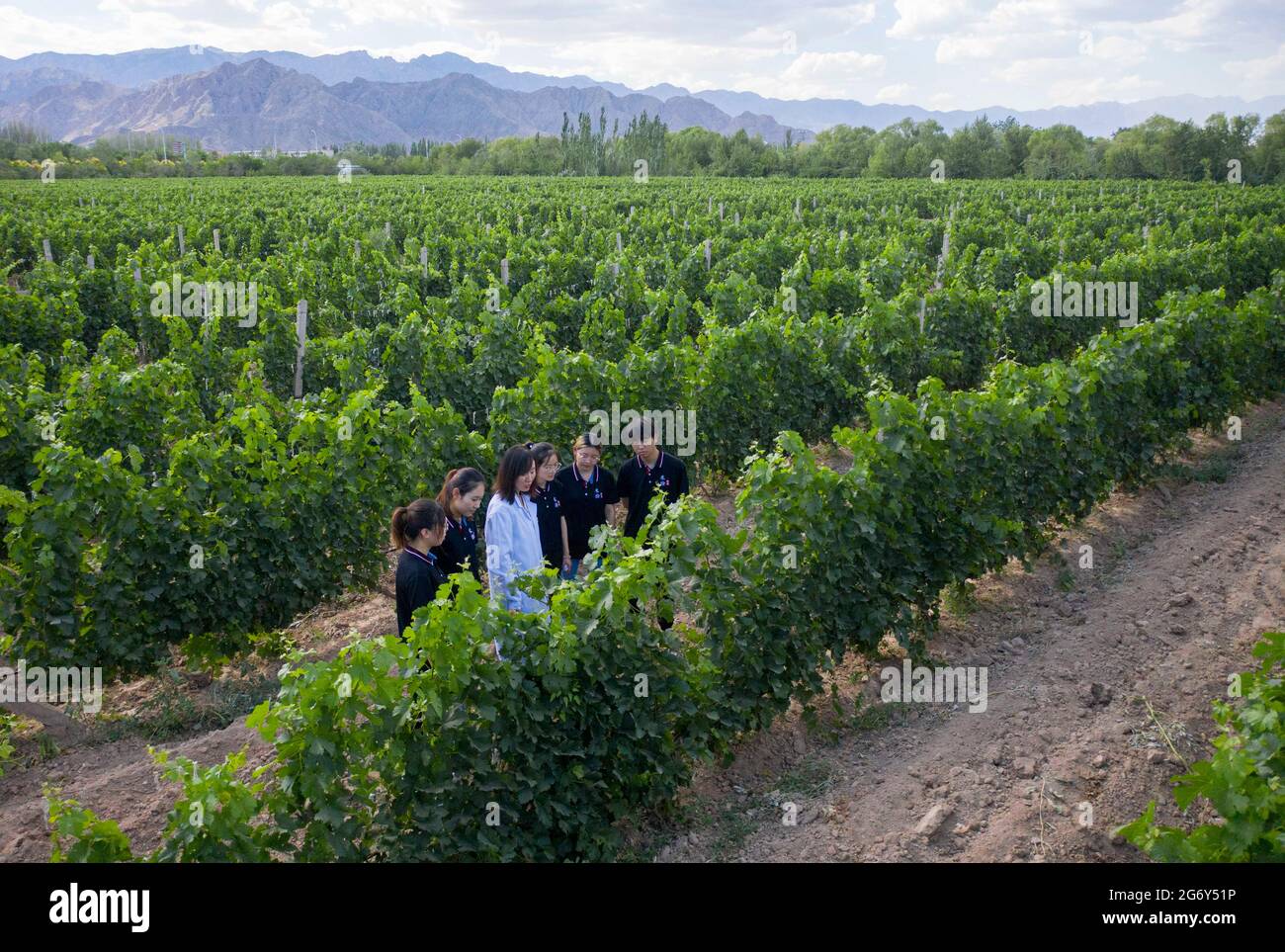 Helan vineyard hi-res stock photography and images - Alamy