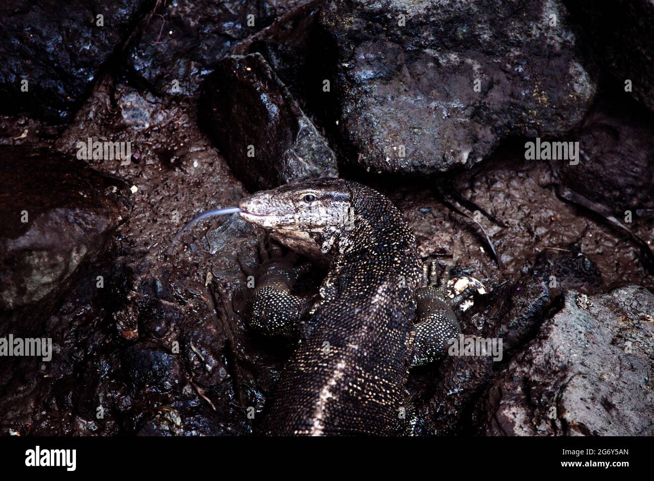 dragon komodo lizards animal on dried pond Stock Photo - Alamy