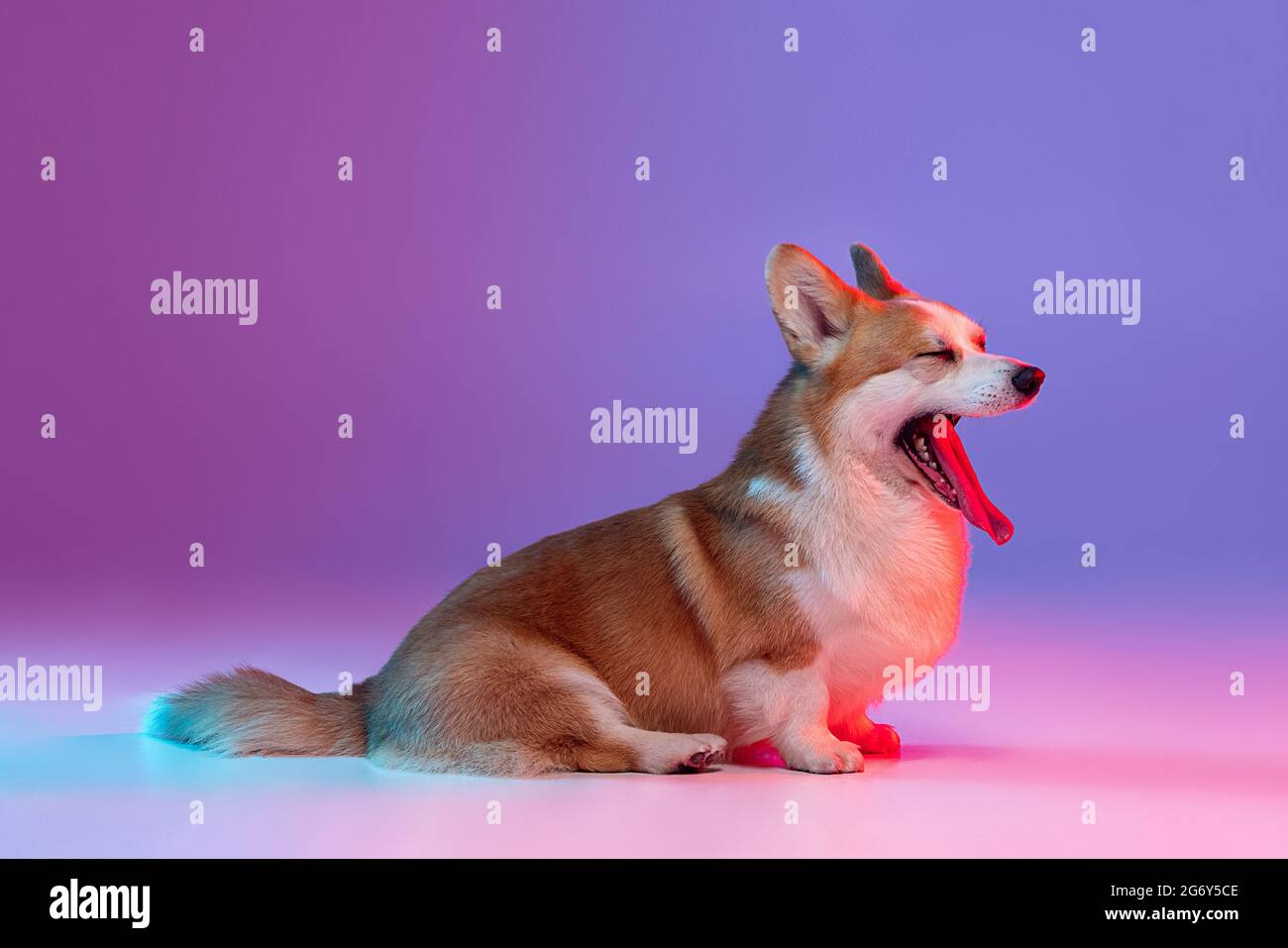 Portrait of cute beautiful corgi dog posing isolated on purple ...