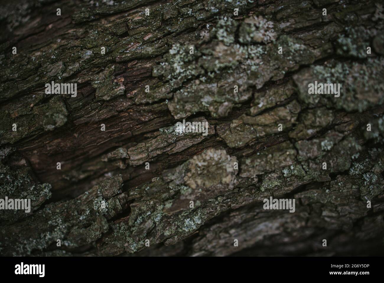 Closeup of the cracked weathered rough tree bark covered in lichen and ...