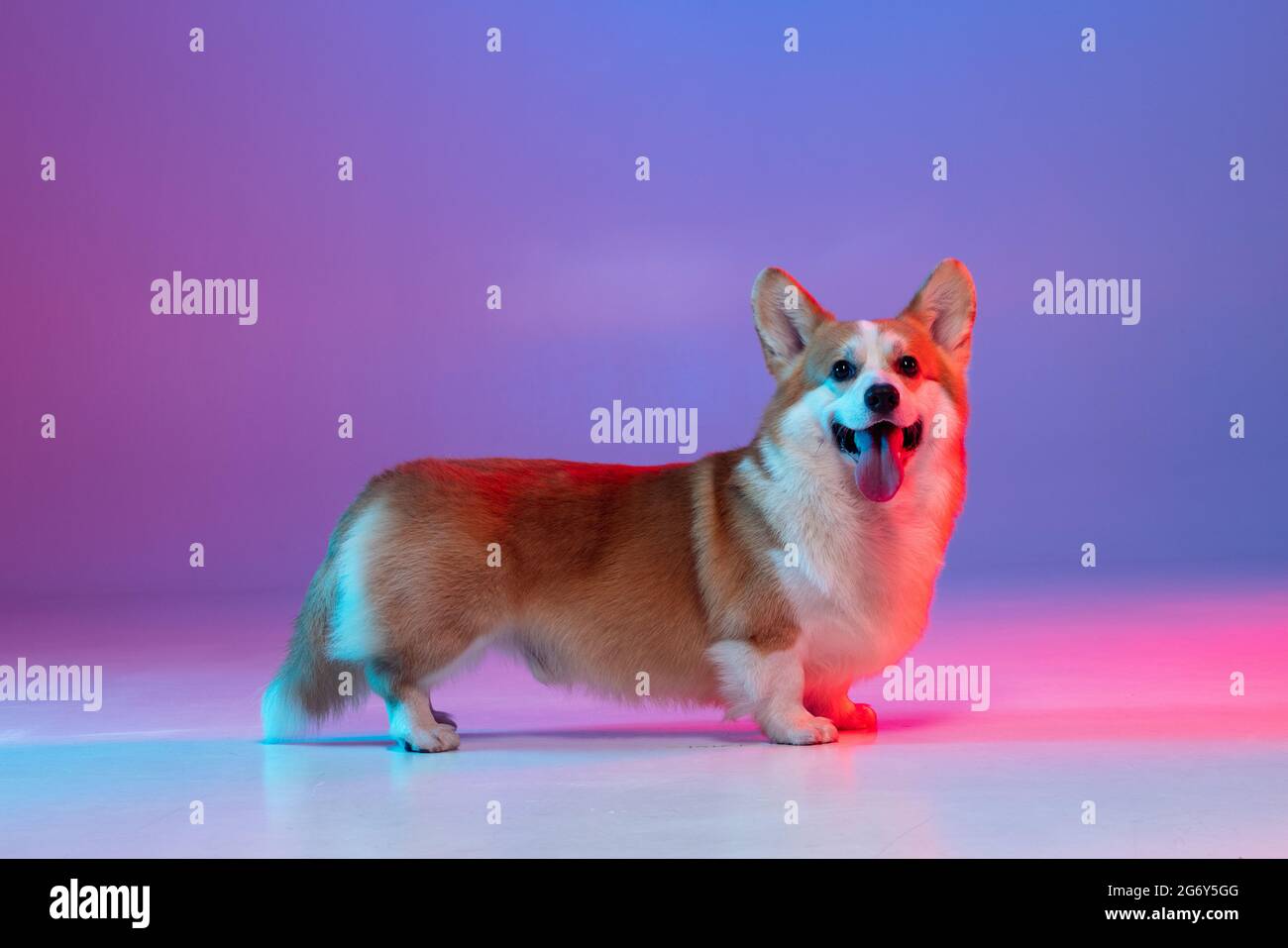 Studio shot of little cute, smart corgi posing isolated on purple ...