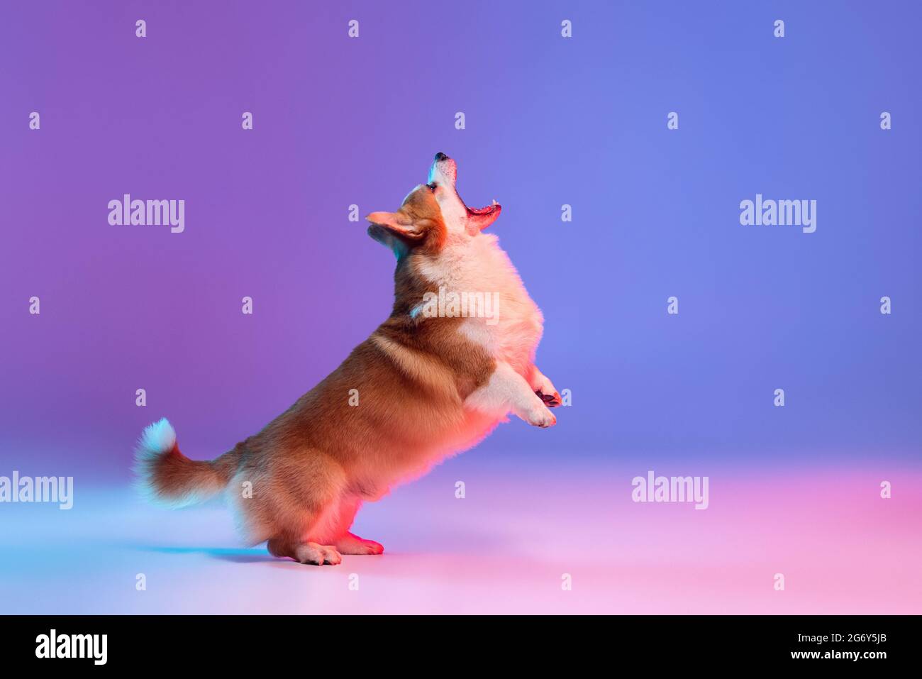Studio shot of little cute smart corgi jumping isolated on purple ...