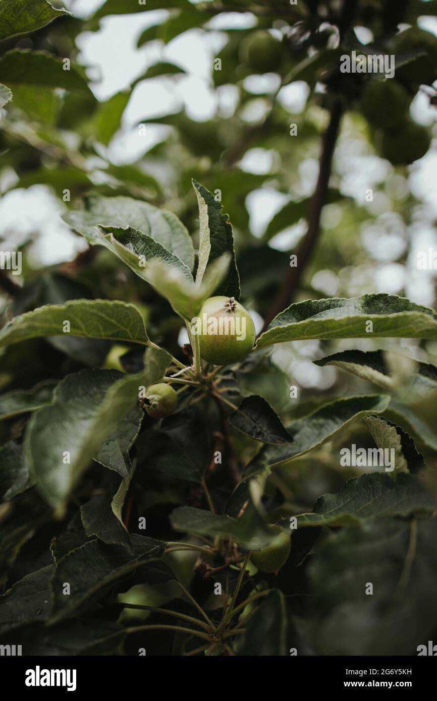Selective focus of the growing small green apples on the tree branches ...