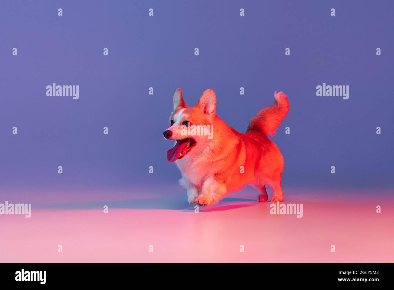 Studio image of beautiful cute corgi running isolated on purple studio ...