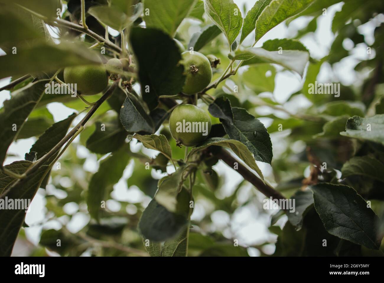 Low angle of the growing small green apples on the tree branches in the ...