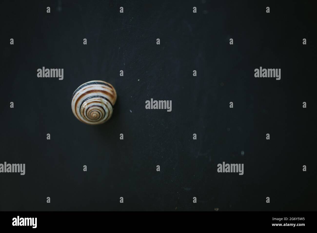 Top view of a colorful small snail shell on the black surface Stock ...