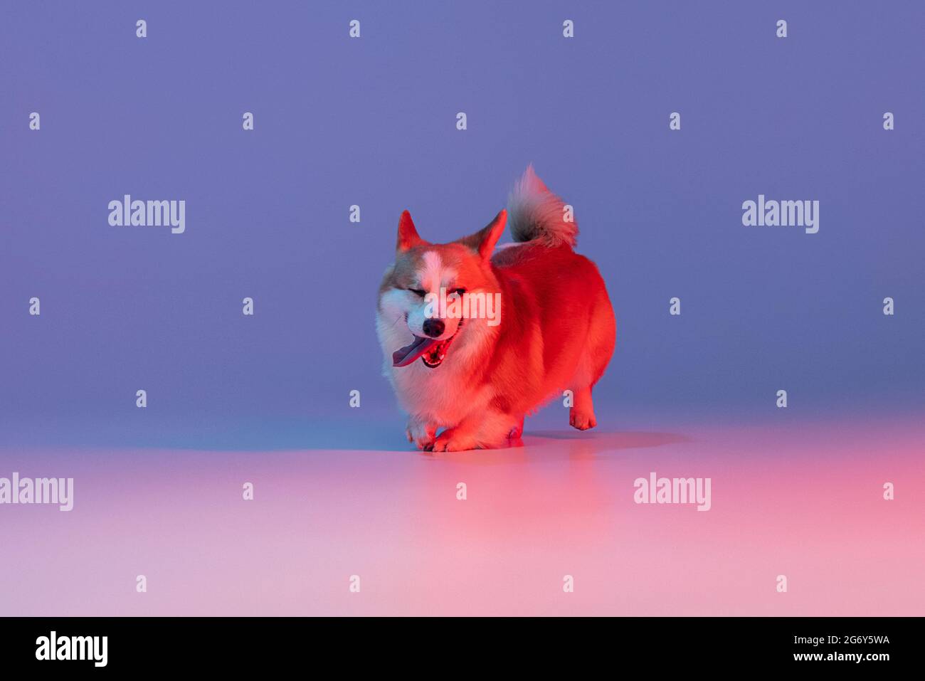 Studio image of beautiful cute corgi running isolated on blue studio ...