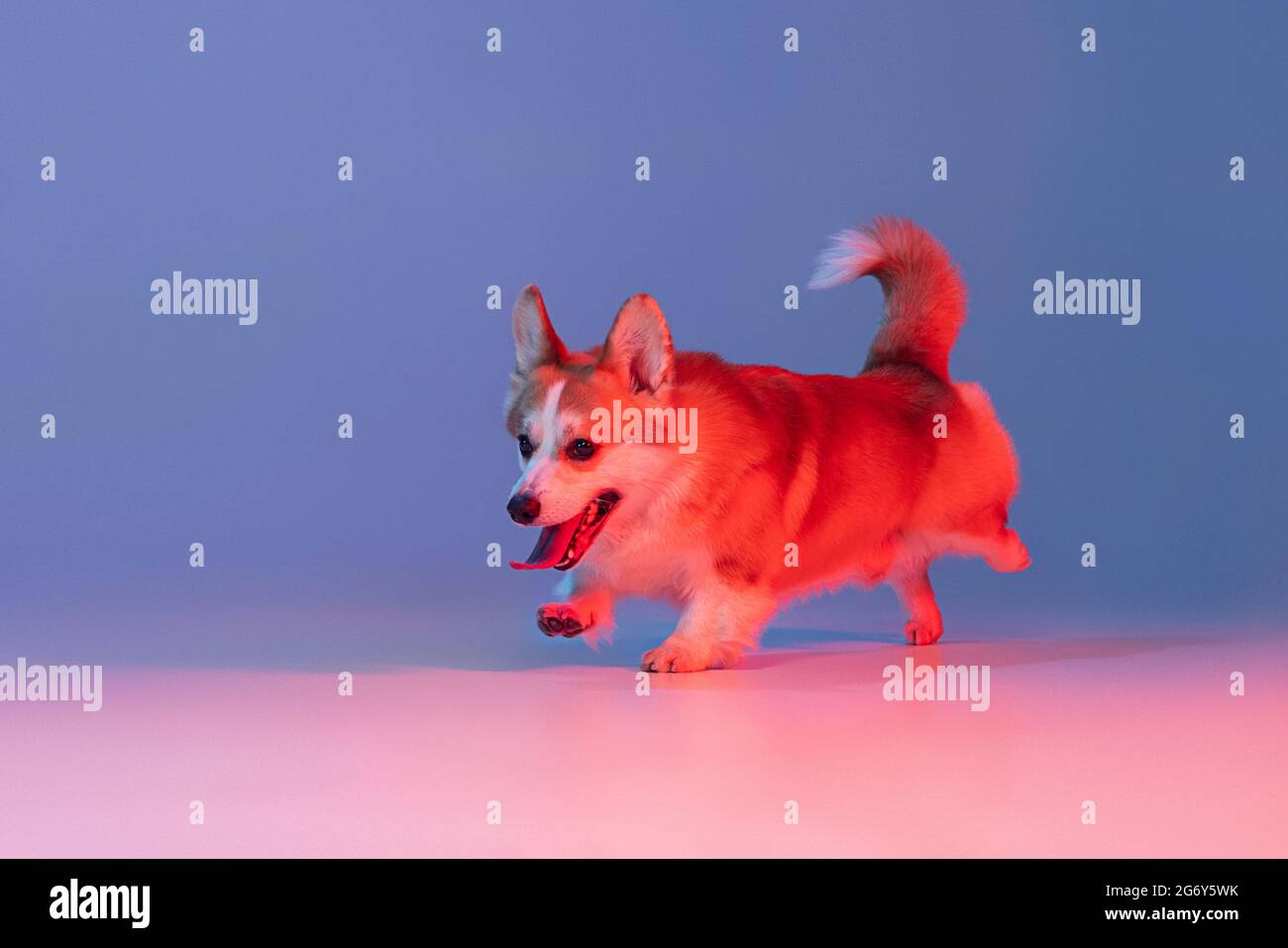 Studio image of beautiful cute corgi running isolated on blue studio ...