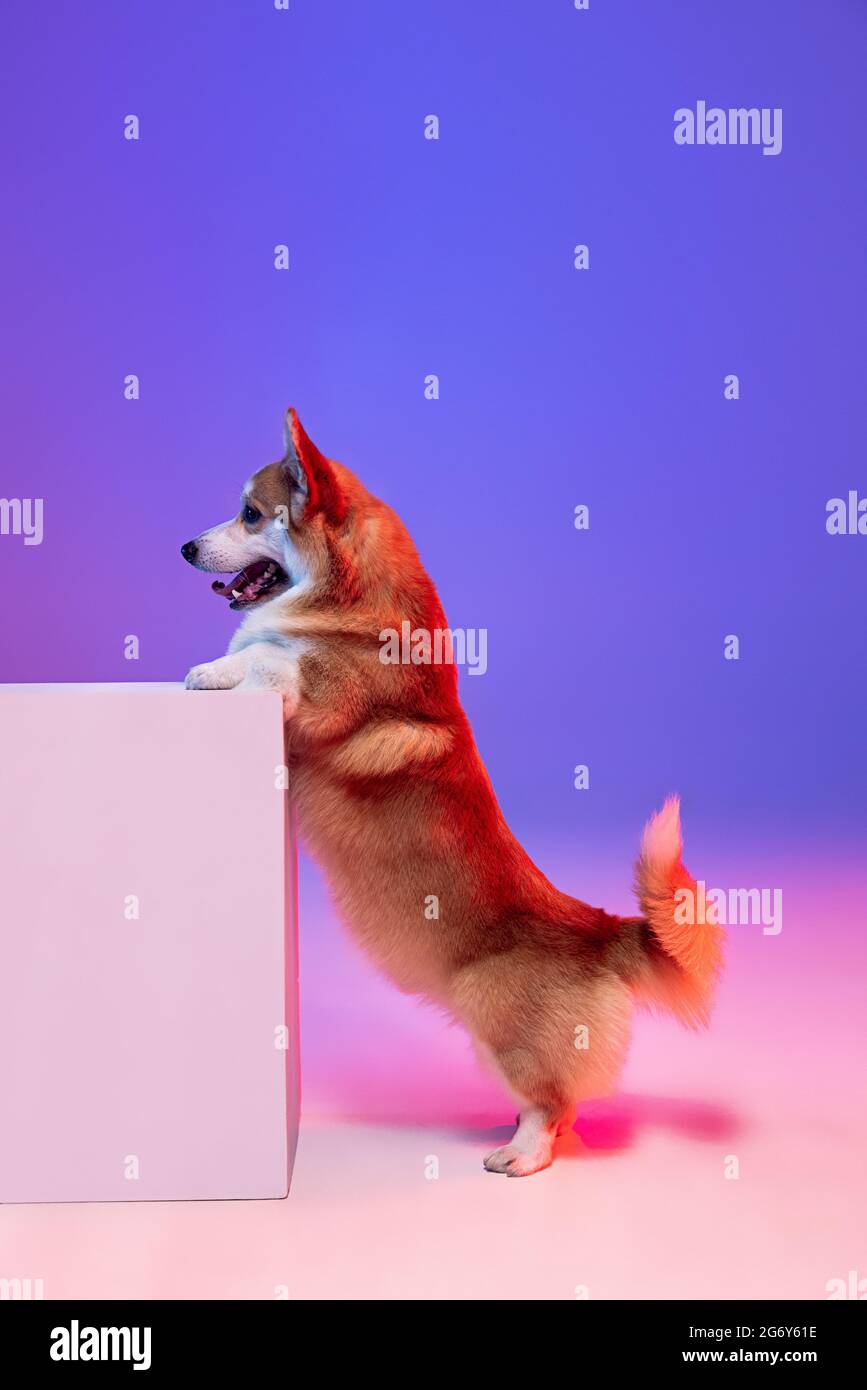 Side view. Funny little beautiful corgi dog leaning against large white ...
