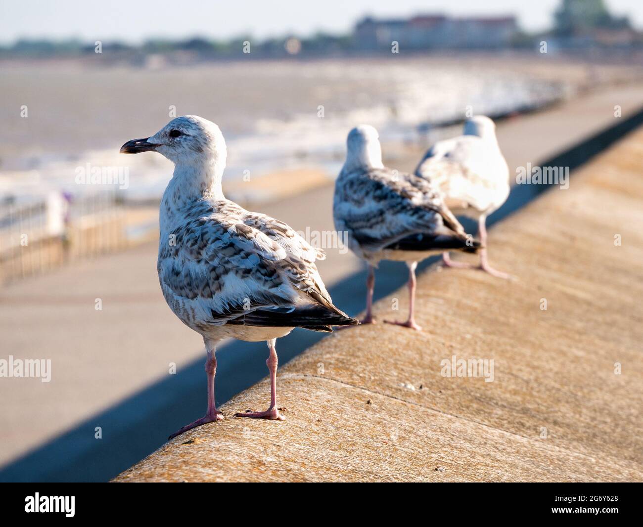 Three seagulls standing on a wall watching the sea at Dymchurch beach ...