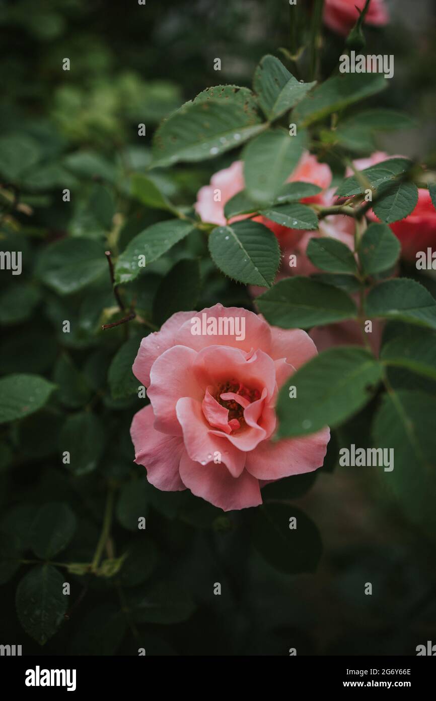 Selective focus of the blossomed beautiful pink rose in the garden ...