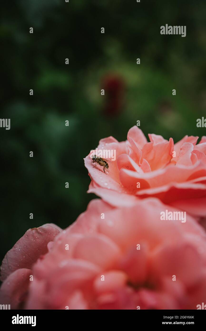 Closeup of a bee pollinating on the pink rose covered in water droplets ...