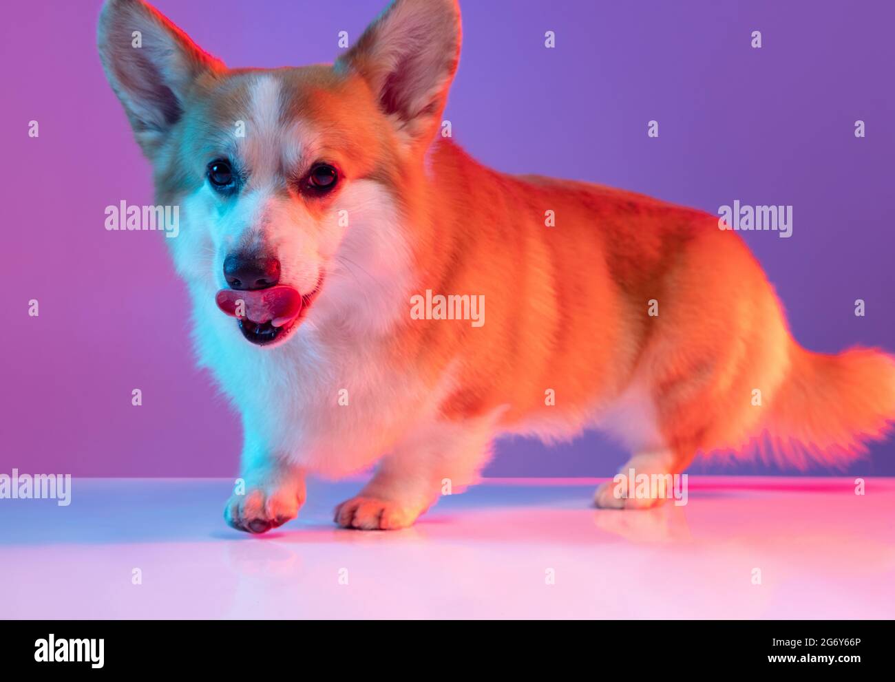 Close-up portrait of beautiful cute corgi running isolated on blue ...