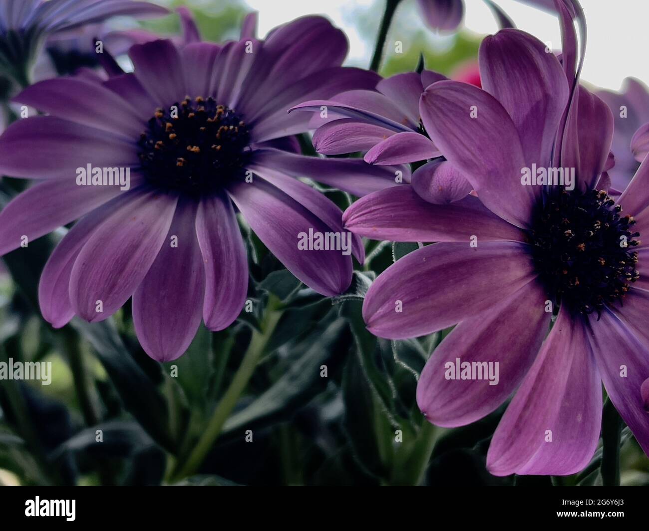 Closeup of beautiful African daisies with green leaves Stock Photo - Alamy