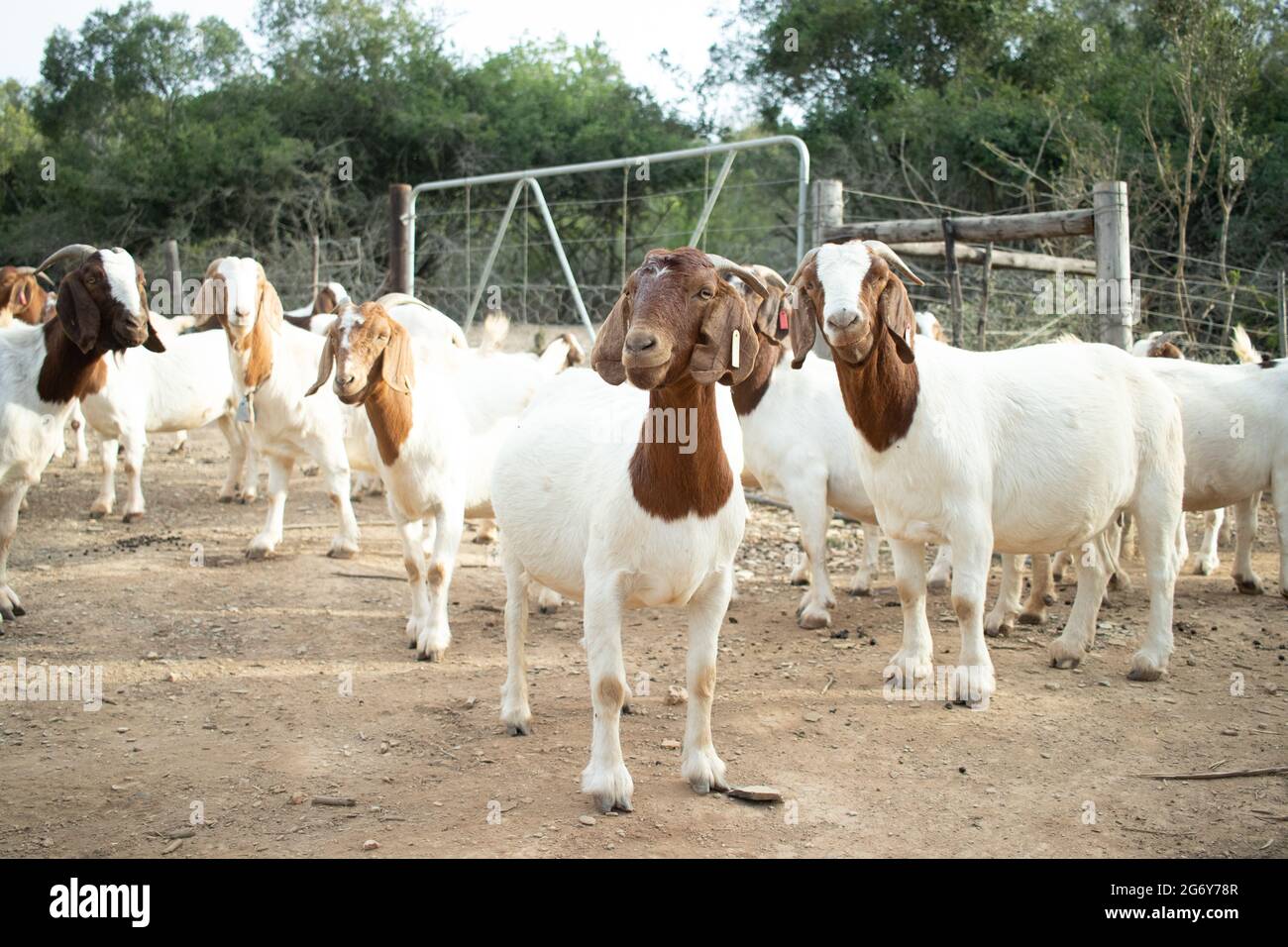 The goats of a South African farm Stock Photo - Alamy