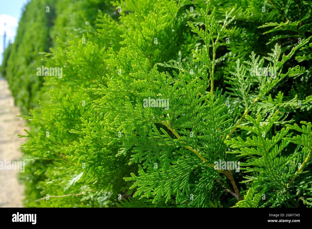 Juniper bushes hi-res stock photography and images - Alamy