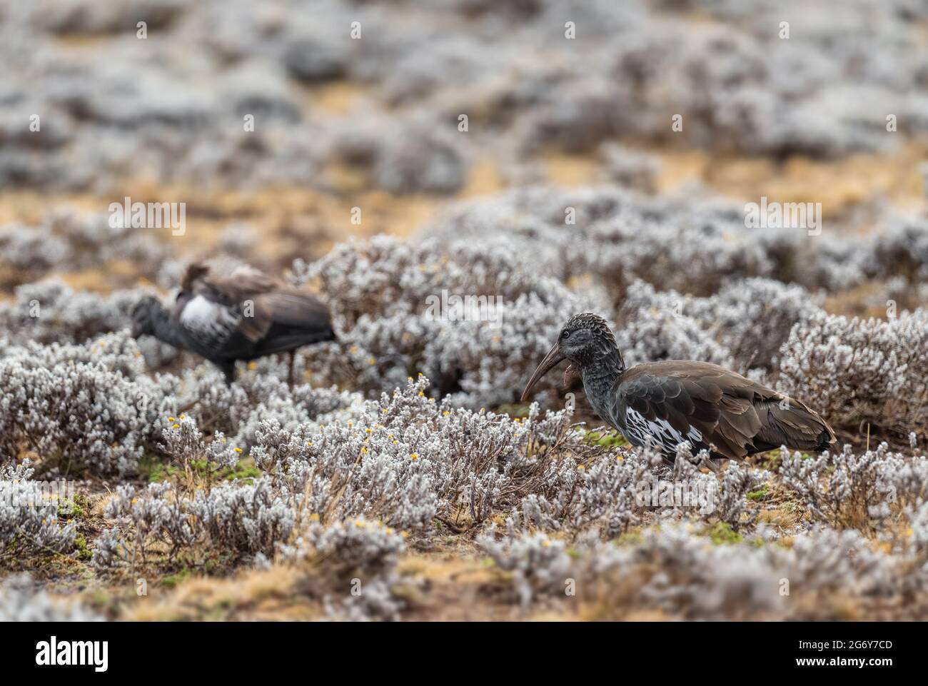 Wattled Ibis - Bostrychia carunculata, unique rare bird endemic to the ...