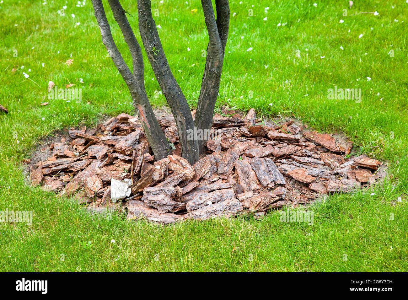 Mulching shrub hi-res stock photography and images - Alamy