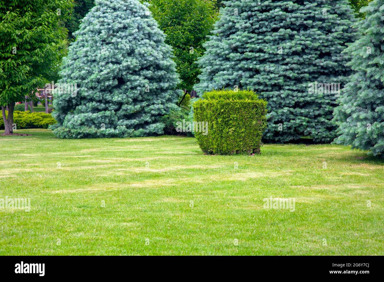 evergreen coniferous trees on a lawn with a grass and a trimmed square ...