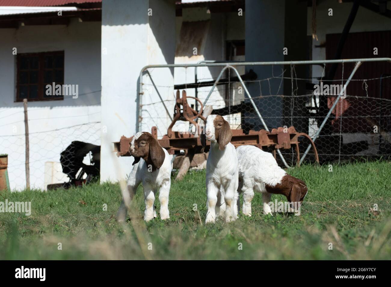 The goats of a South African farm Stock Photo - Alamy