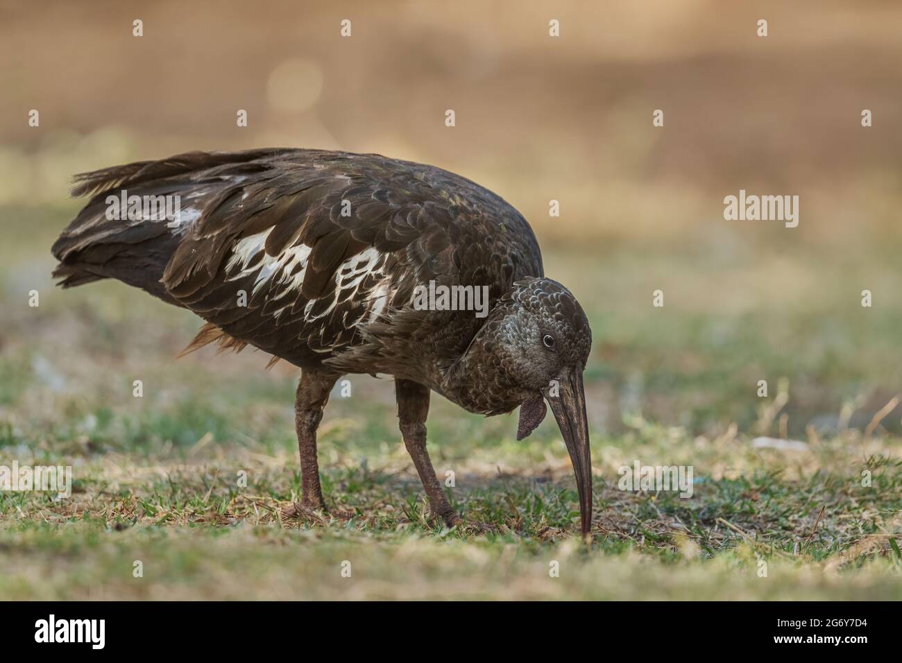Wattled Ibis - Bostrychia carunculata, unique rare bird endemic to the ...