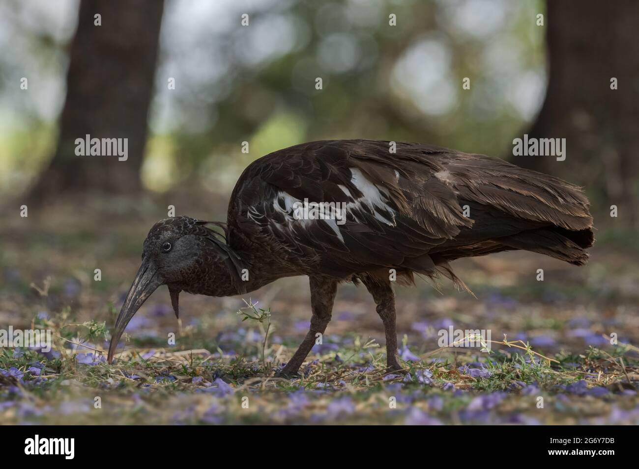 Wattled Ibis - Bostrychia carunculata, unique rare bird endemic to the ...