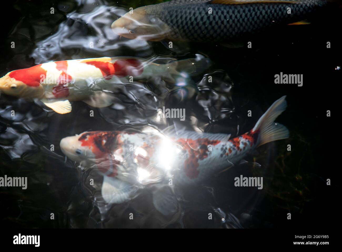 Koi swimming in their pond with the sun reflecting off of the water ...