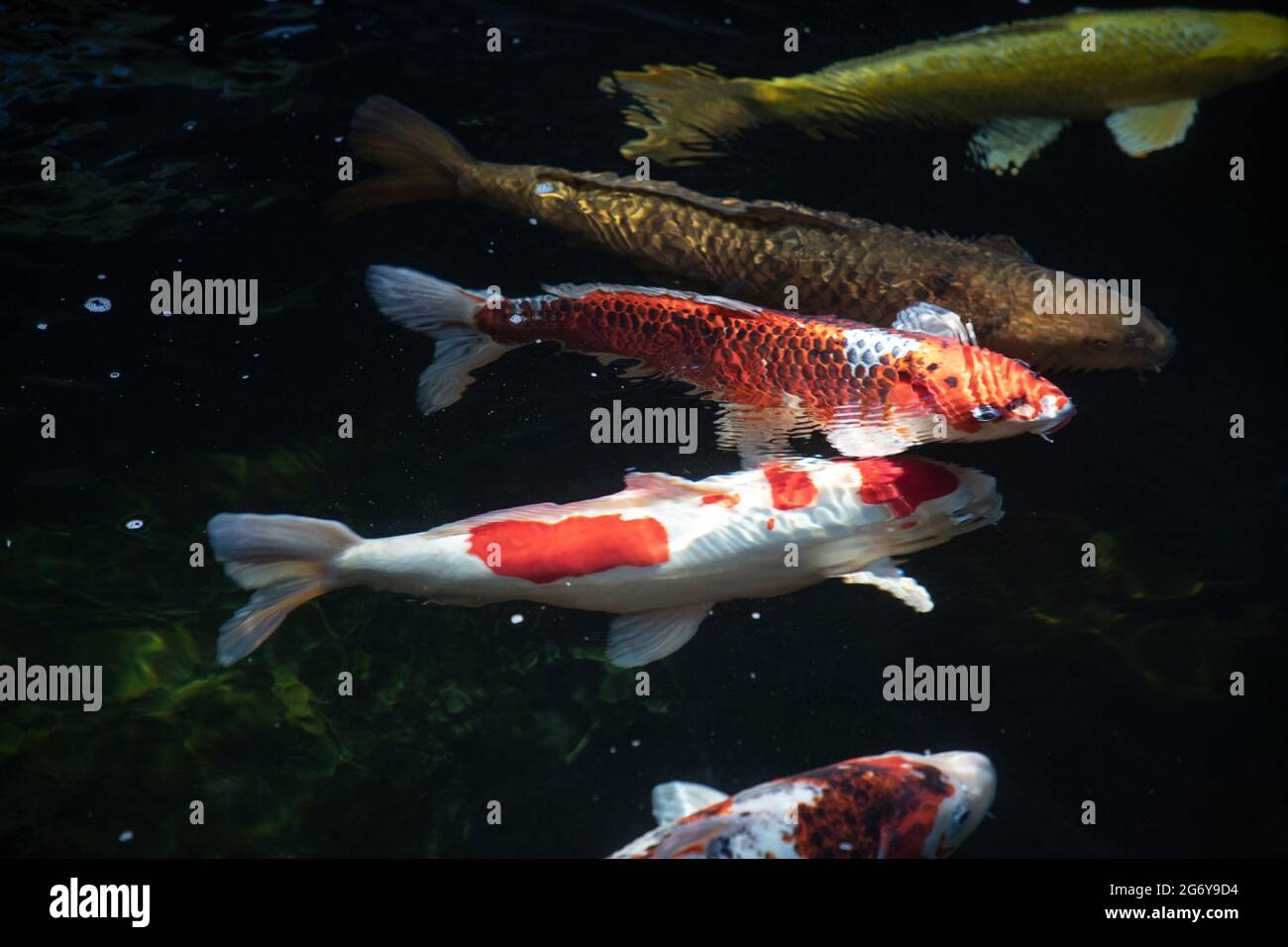 Koi swimming in their pond Stock Photo - Alamy
