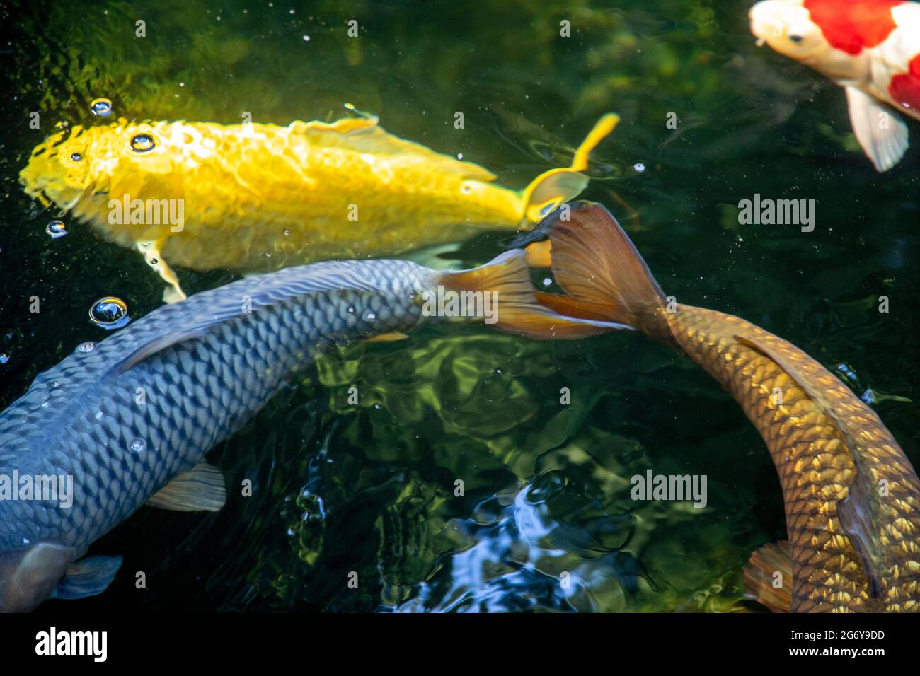 Koi swimming hi-res stock photography and images - Alamy