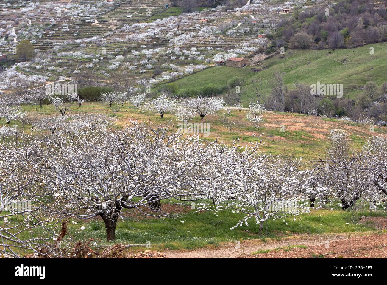 Spring blooming hillside hi-res stock photography and images - Alamy
