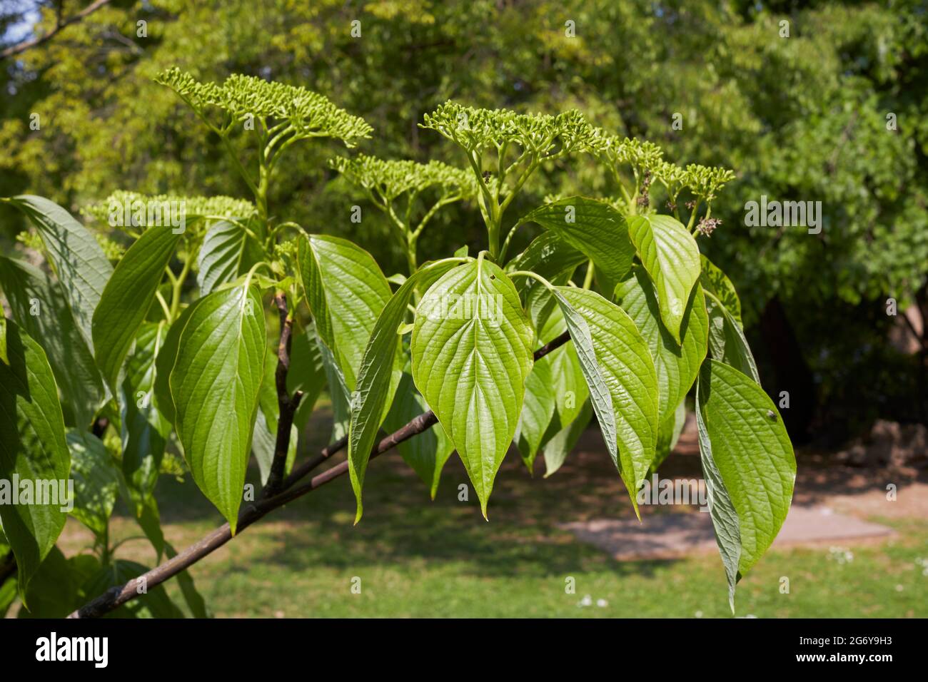 Cornus alternifolia tree in bloom Stock Photo - Alamy
