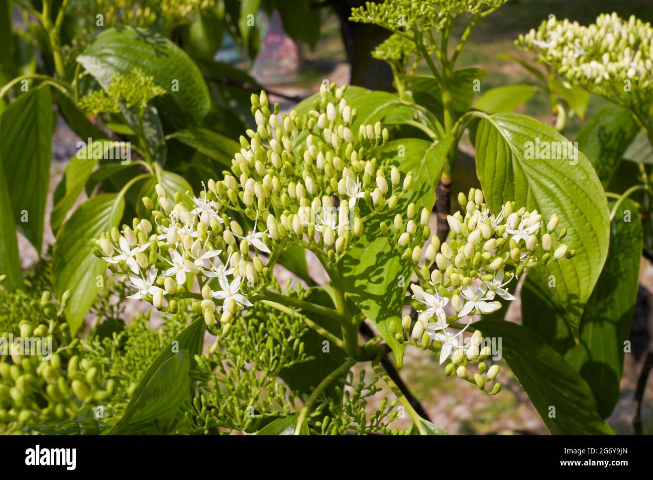 Cornus alternifolia tree in bloom Stock Photo - Alamy