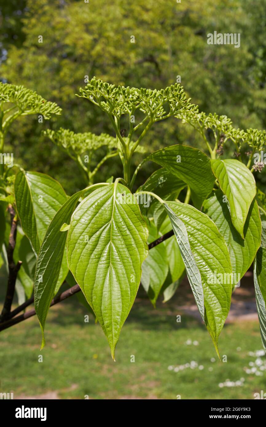Cornus alternifolia tree in bloom Stock Photo - Alamy